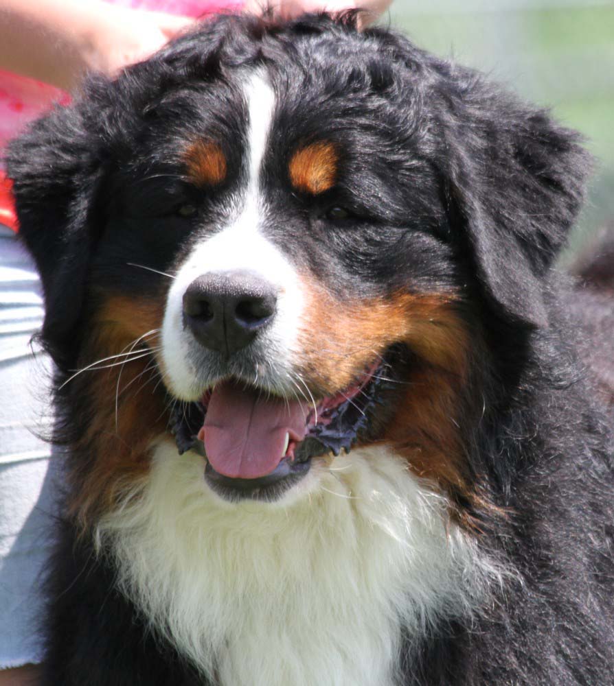 Powder Keg Farm Bernese Photos