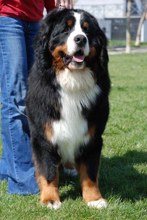 Powder Keg Farm Bernese Photos